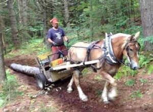 Sustainable Logging Business Improves Its Operations With Digital Tools ...